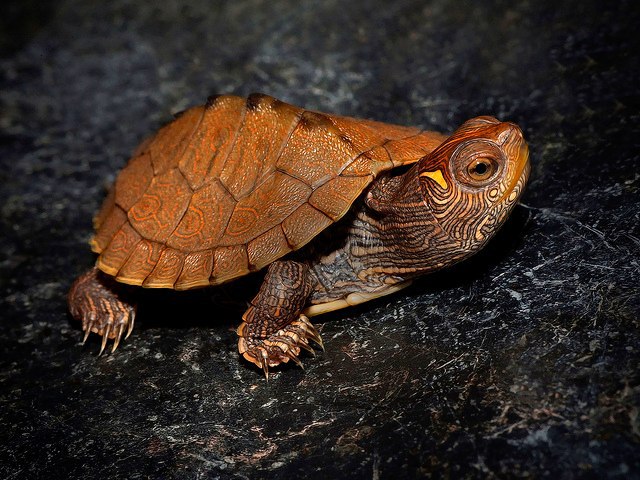 Northern map turtle | Живая природа | Фотострана | Пост №643102314