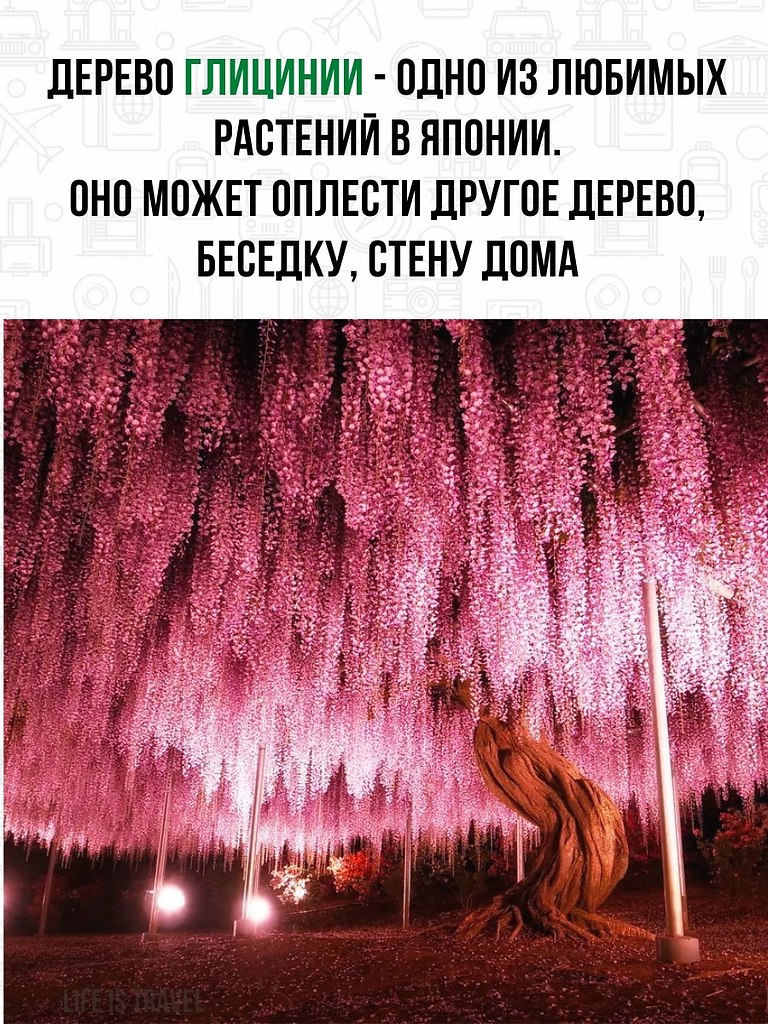 Дерево Глицинии в Японии выглядит как огромная новогодняя Life