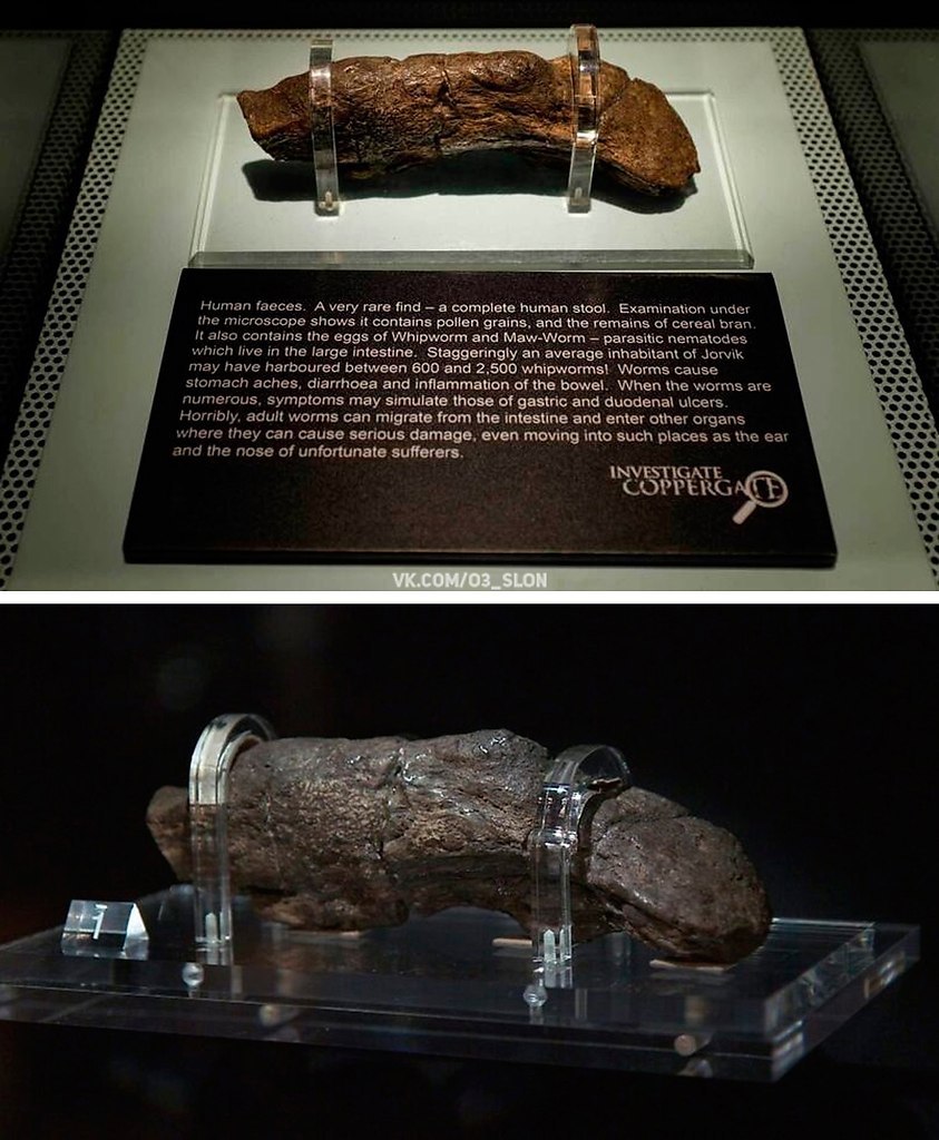 Caмая крупная какашка в мире (Viking poo) была ... | Discovery ...