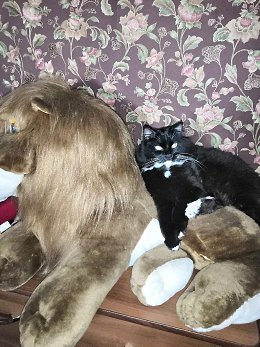Без кота и жизнь не та